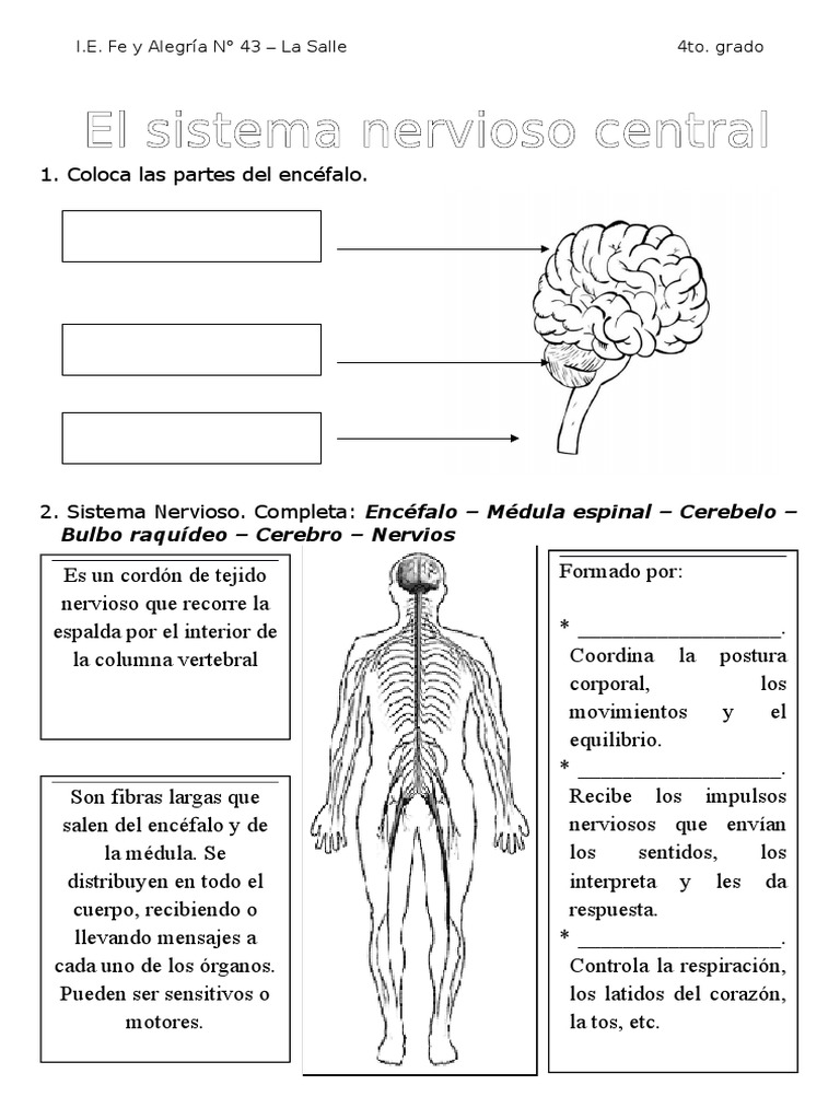 Sistema Nervioso y Sentidos para Niños | PDF