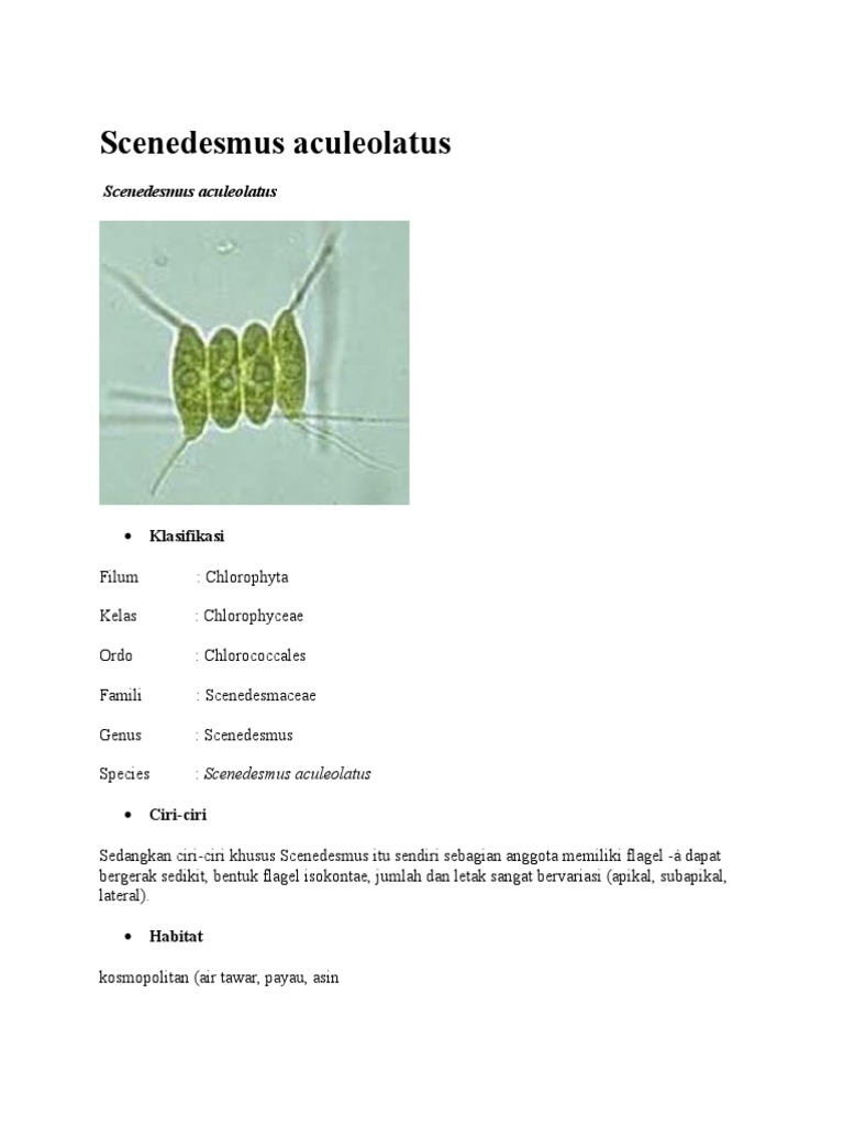 Mikroalga Schizophyta Dan Flagellata | PDF