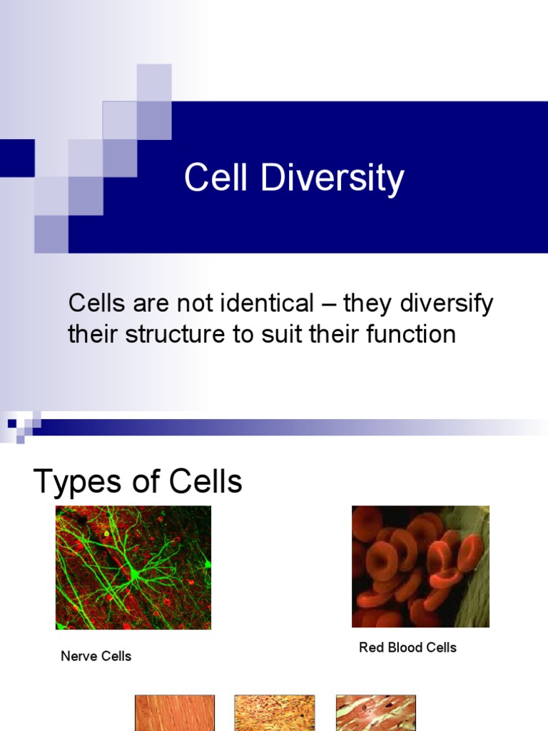 Cell Diversity - Tissue Culture | PDF | Tissue (Biology) | Organ (Anatomy)