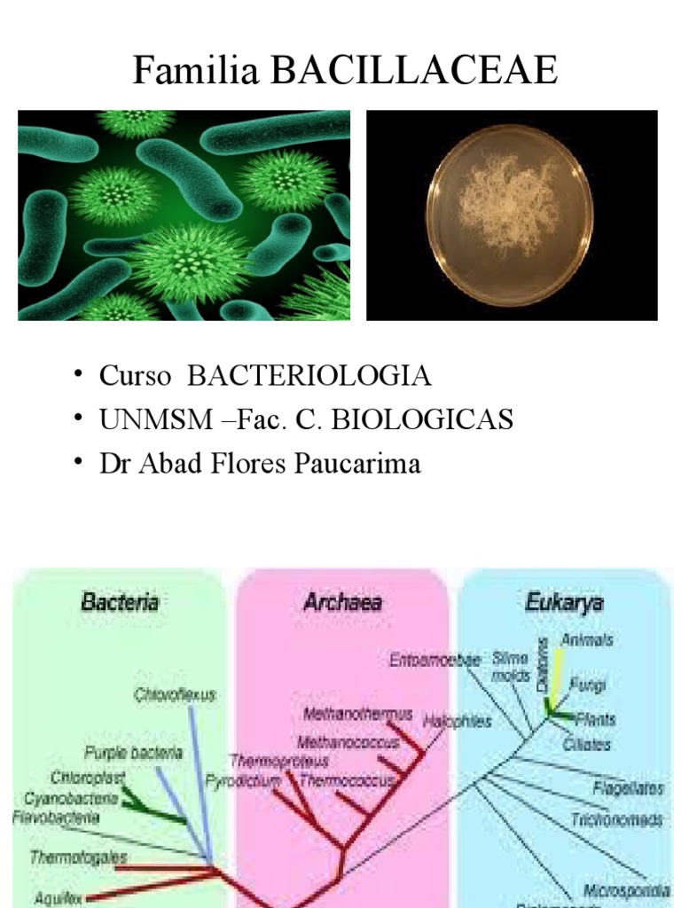 Clase 6 - Bacillaceae | PDF | Ántrax | Epidemiología