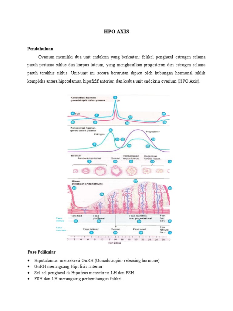 Hpo Axis | PDF