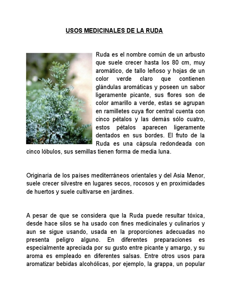 Usos Medicinales de La Ruda | PDF | Medicina | Plantas