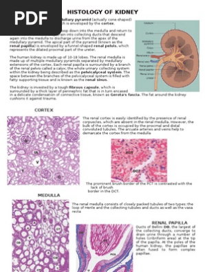 Nephron Histology