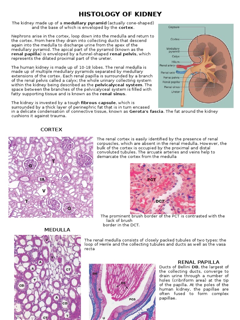 Anatomy and Physiology of the Nephron: A Comprehensive Overview of ...