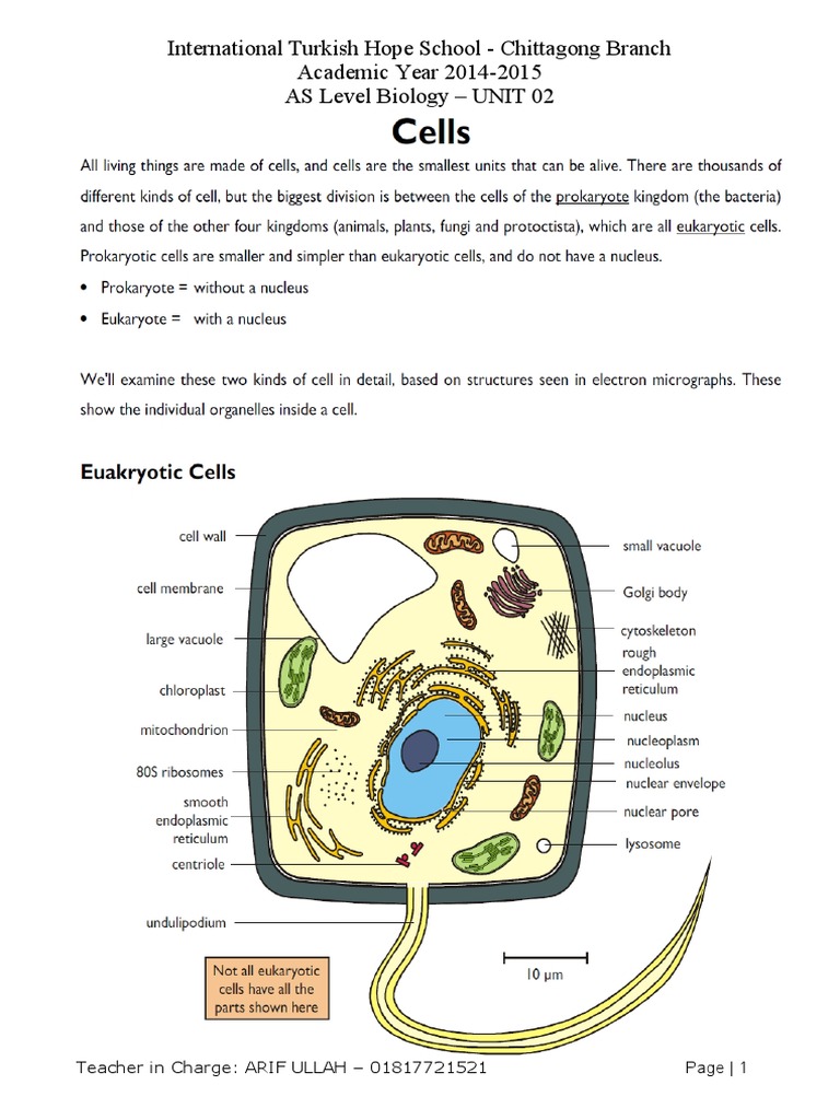 Edexcel As Level Cells Unit 2 | PDF