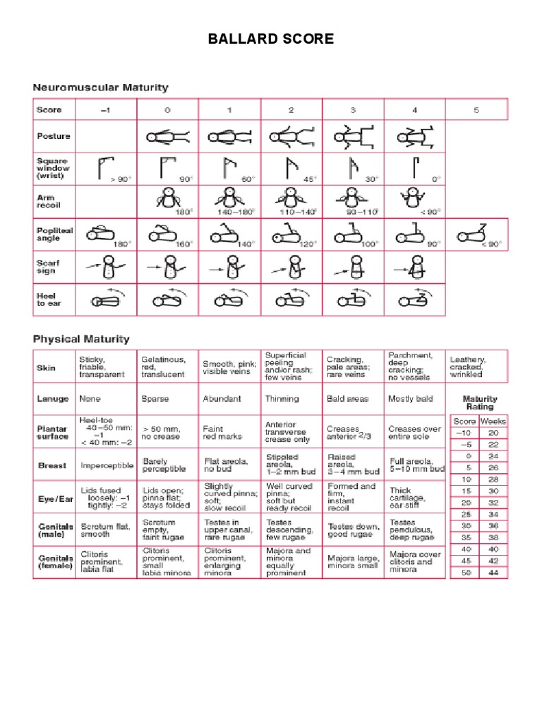 Newborn Assessment: Ballard Score | PDF