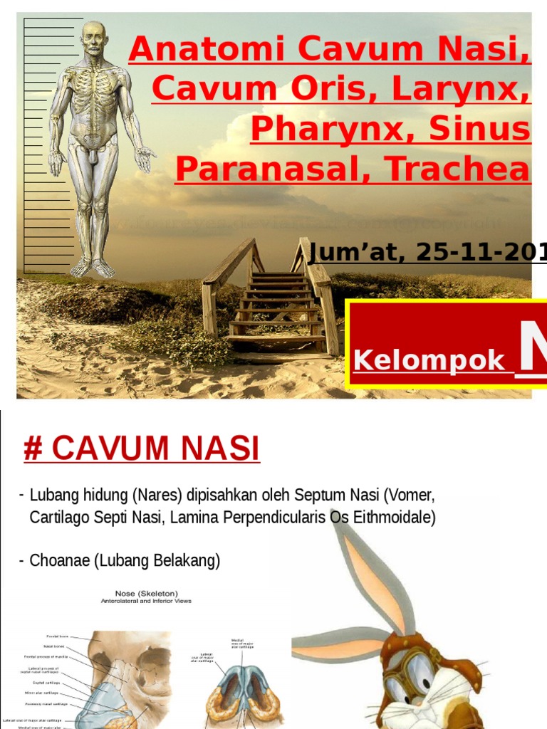 Anatomi Cavum Nasi, Cavum Oris, Larynx, Pharynx, Sinus Paranasalis ...