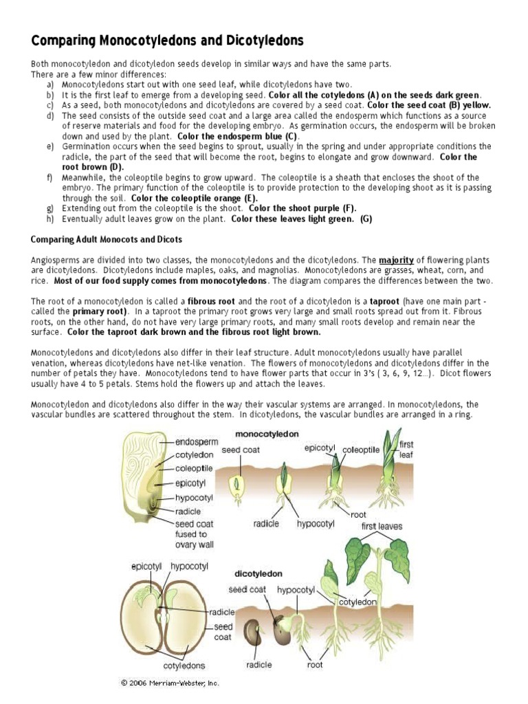 Monocot Dicot Coloring | PDF | Seed | Plant Morphology