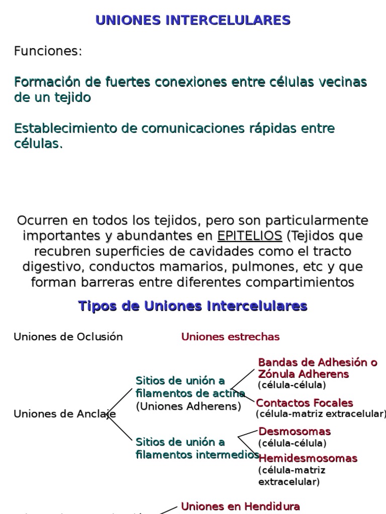 Uniones Intercelulares | PDF