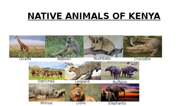 Native Animals of Kenya | PDF