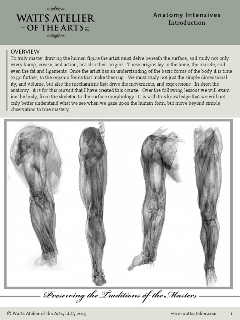 Anatomy Intro | PDF