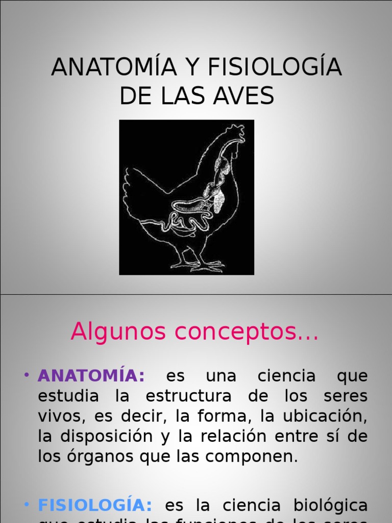 Anatomía y Fisiología de Las Aves | PDF