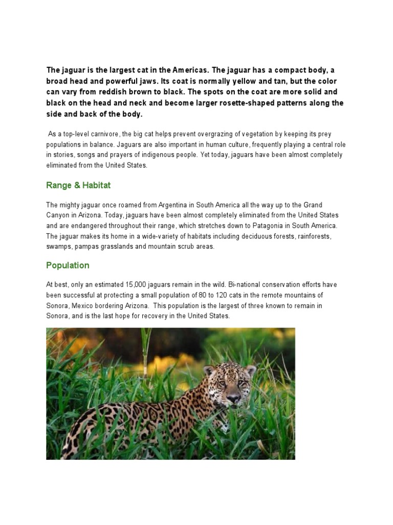 Jaguars | PDF | Home & Garden | Science & Mathematics