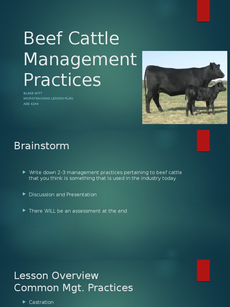 Beef Cattle Management Guide | PDF | Injection (Medicine) | Cattle