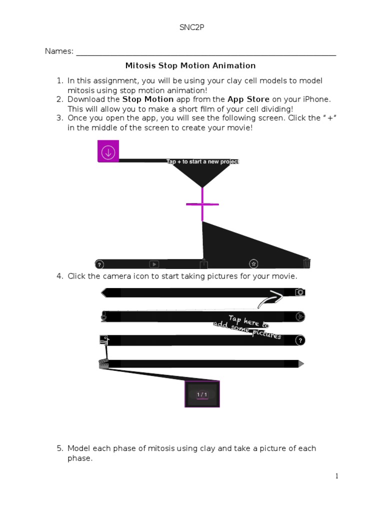 Mitosis Stop Motion Animation Guide | PDF | Games & Activities