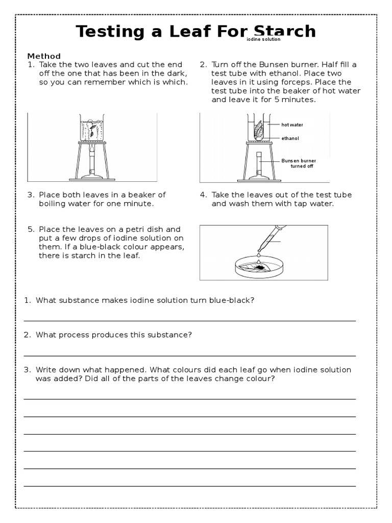 Testing A Leaf For Starch | PDF