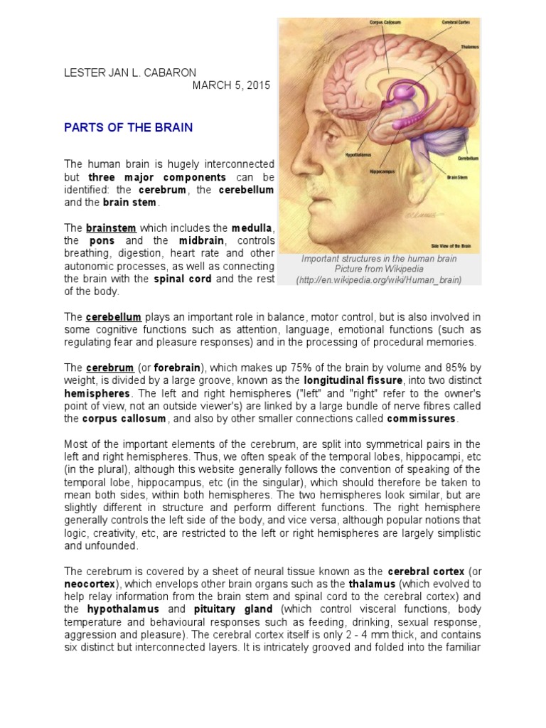 Parts of The Brain | PDF | Cerebrum | Cerebral Cortex