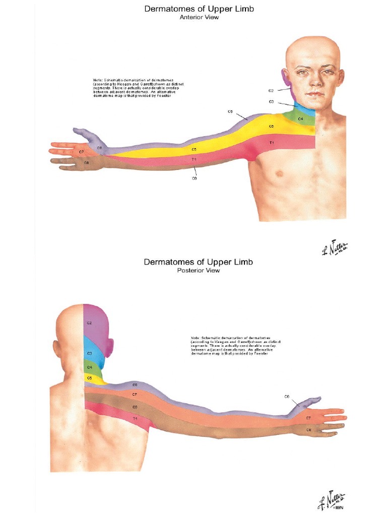 Dermatomes Spinal Cord | PDF