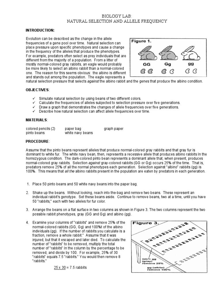 Natural Selection & Allele Frequency Lab | PDF | Natural Selection | Allele