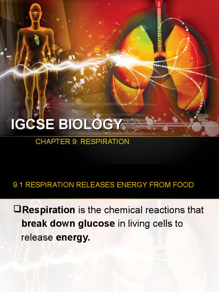 Igcse Biology Chapter 9 Respiration | PDF | Cellular Respiration ...
