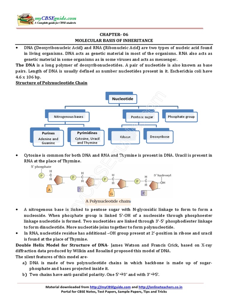 12 Biology Notes Ch06 Molecular Basis of Inheritance | PDF | Genetic ...