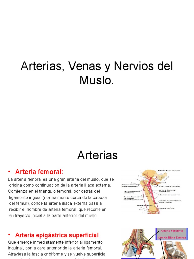 Anatomía de Arterias y Nervios del Muslo | PDF | Anatomía del miembro ...