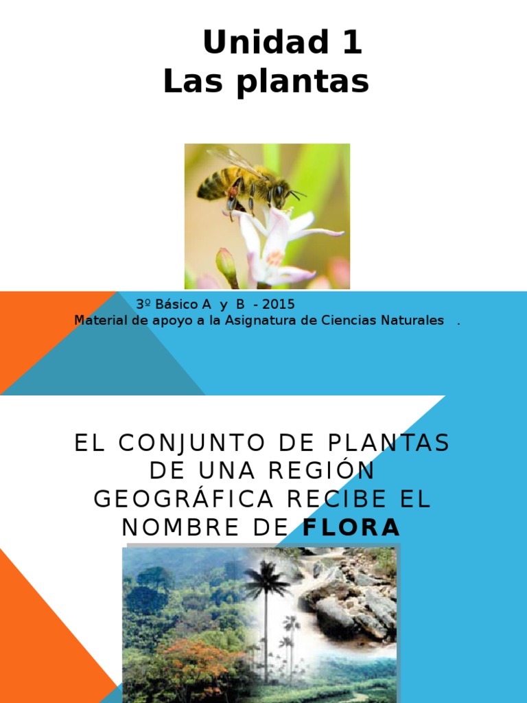 PPT Plantas (1).pptx | Plantas | Flores