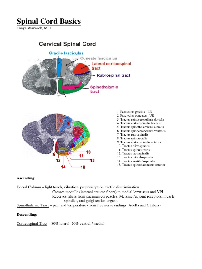 Spinal Cord Basics | PDF | Spinal Cord | Somatosensory System