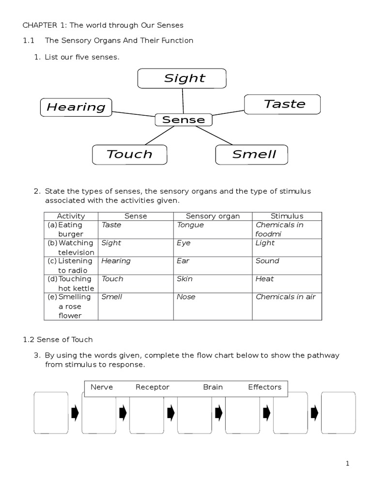 Chapter 1 - Answer Scheme | PDF | Senses | Ear