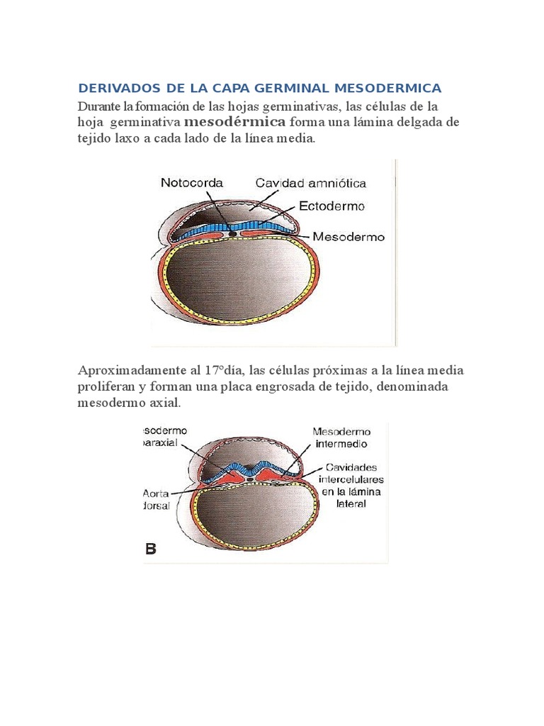 Derivados de La Capa Germinal Mesodermica 4 Tema | PDF | Hoja | Zoología