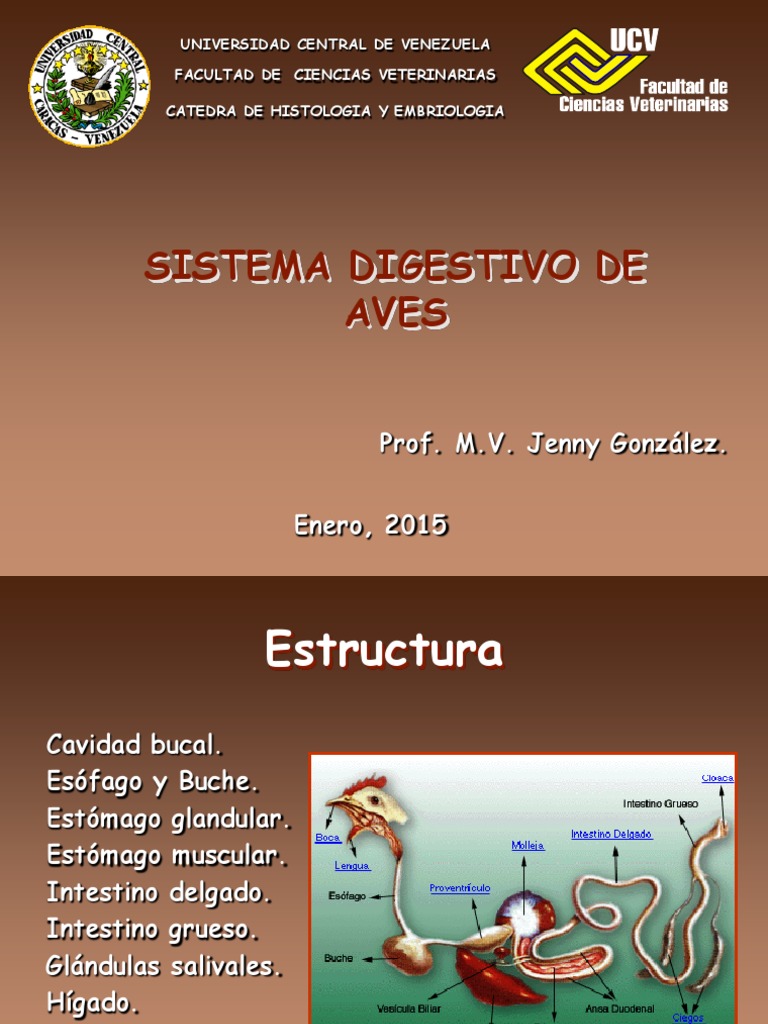 Anatomía del Sistema Digestivo en Aves | PDF