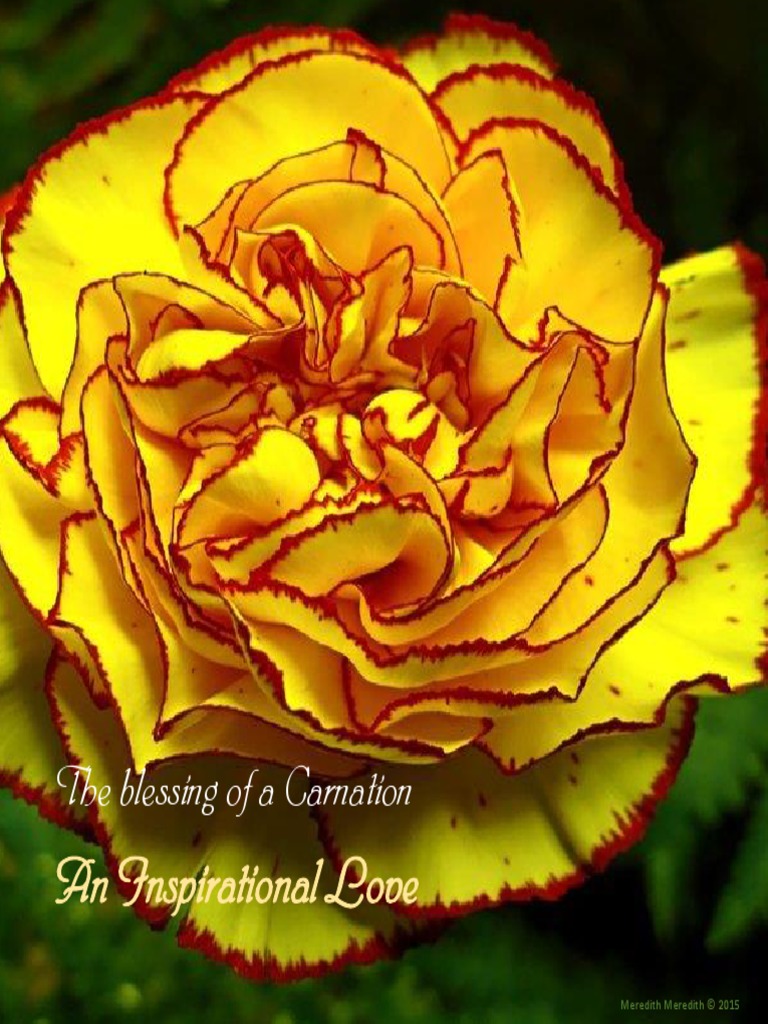 The Blessing of A Carnation | PDF