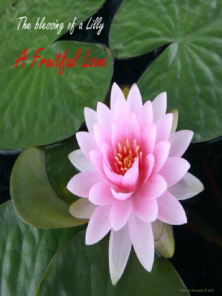 The Blessing of a Lilly: A Love Story | PDF
