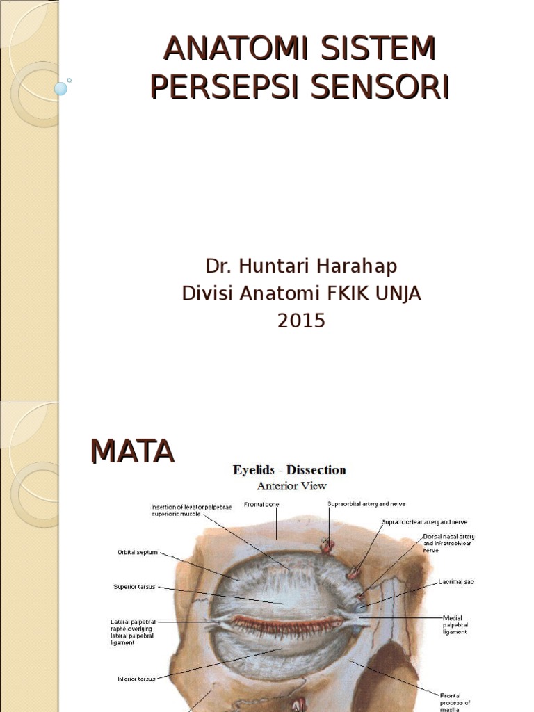 Persepsi Sensori | PDF
