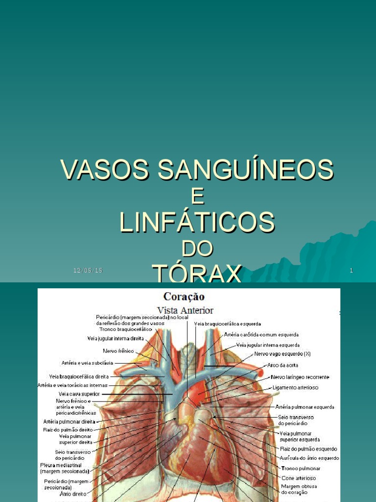 5-Vasos Sanguíneos e Linfáticos Do Tórax - Alunos | PDF | Sistema ...