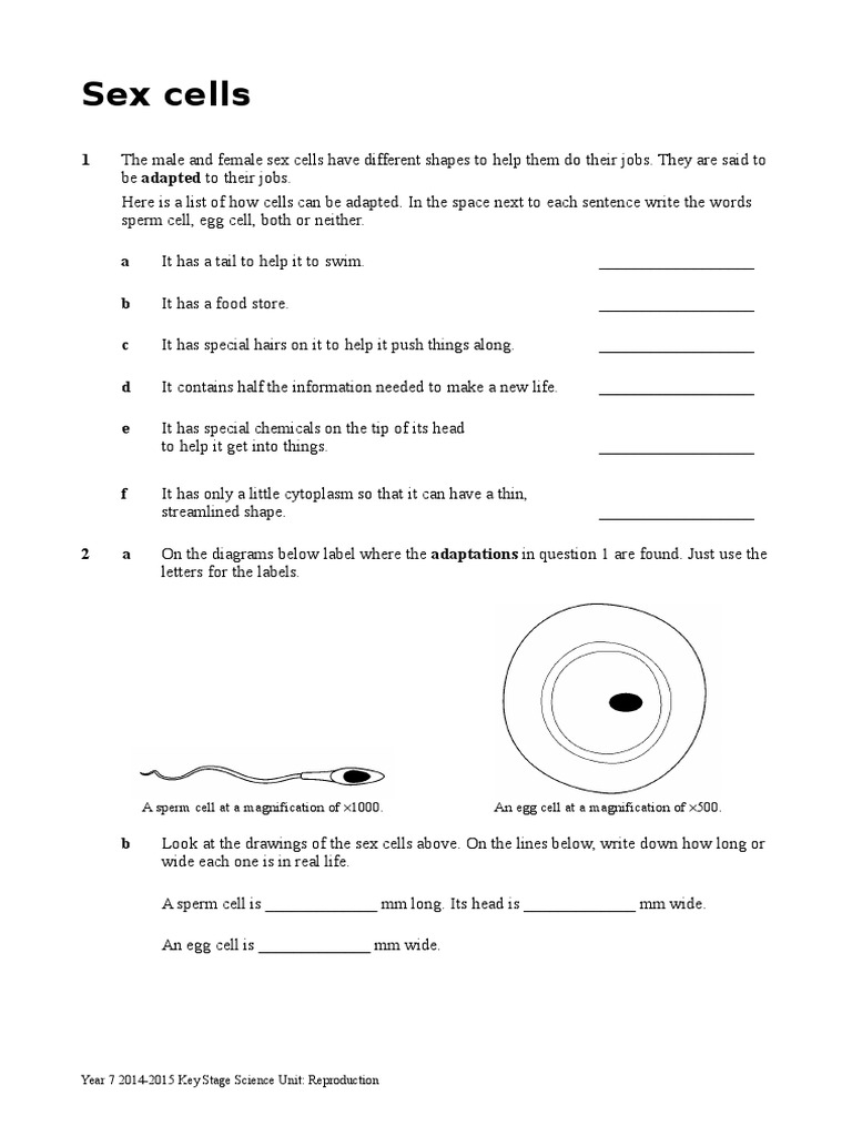 Sperm Cell Adaptations for Fertilisation | PDF | Wellness