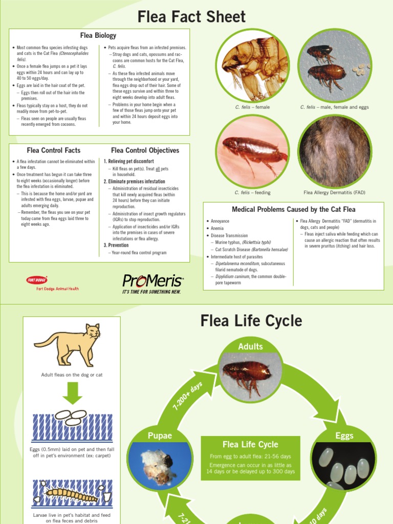 Prom Eris Flea Fact Sheet | PDF | Animals And Humans | Veterinary Medicine