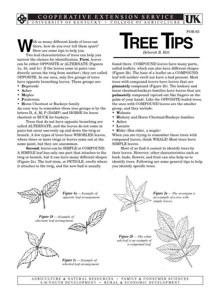 Tree TIps | PDF | Trees | Maple