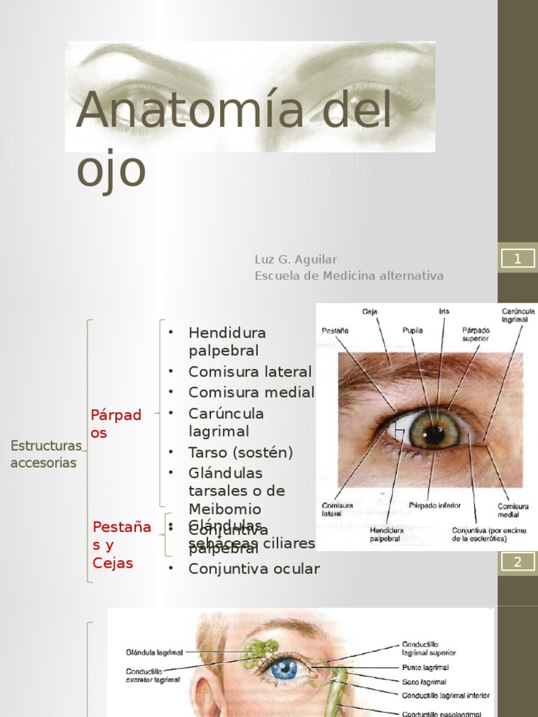 Anatomía Del Ojo | Percepción visual | Ojo
