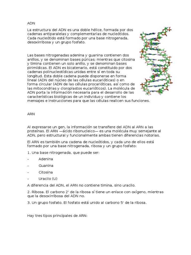 ADN Y ARN.docx | Rna | Adn | Prueba gratuita de 30 días | Scribd