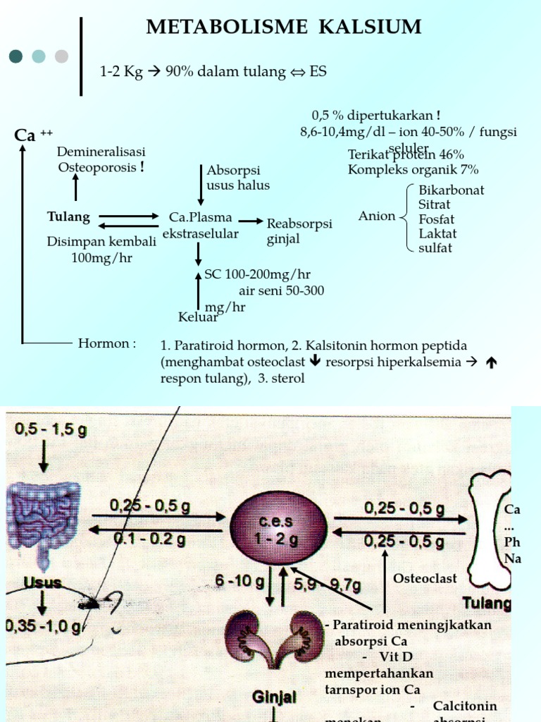 Metabolisme Kalsium | PDF