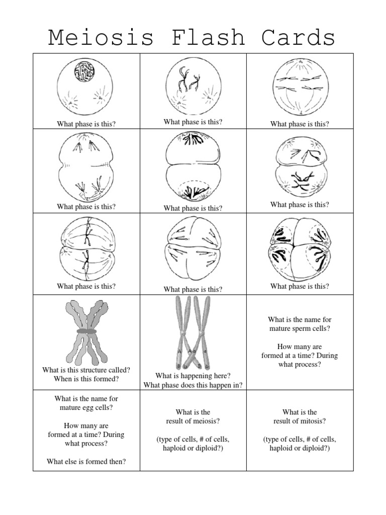 Meiosis Flashcards | PDF