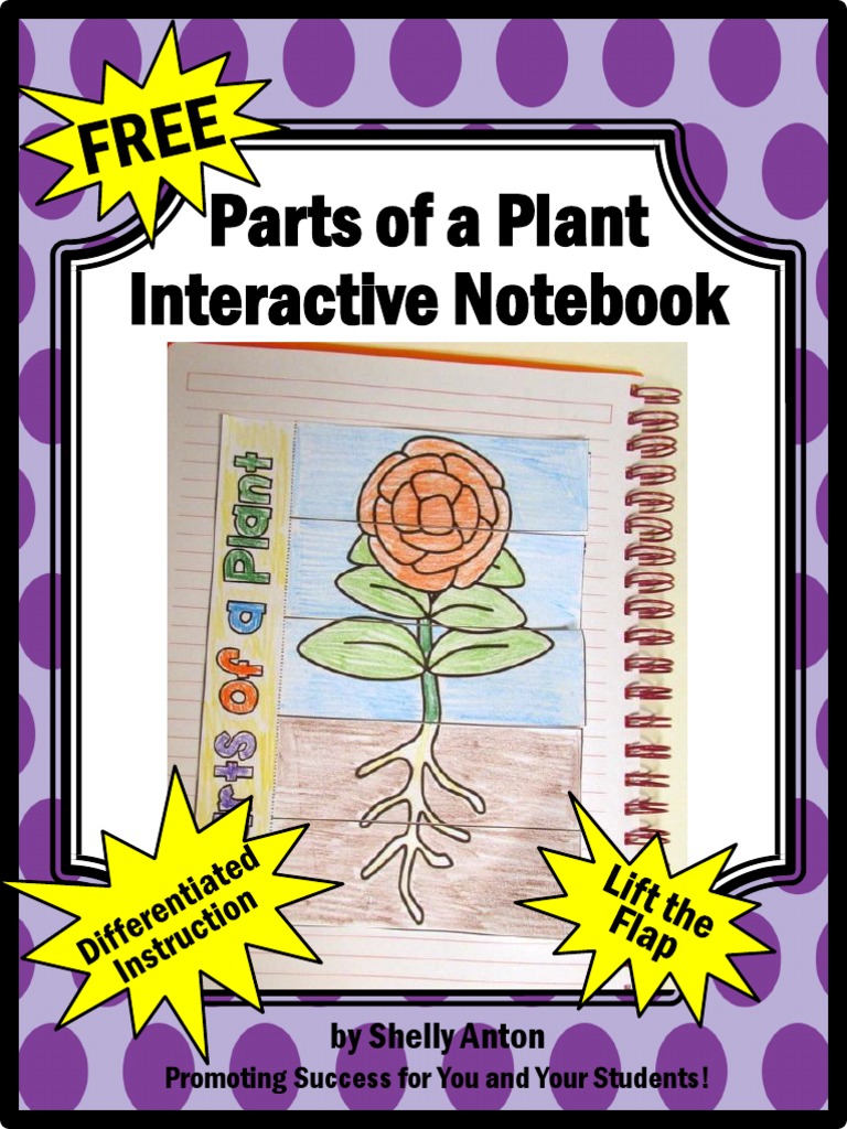 Plants Partsofa Flower Diagram Interactive Notebooks Biology Life ...