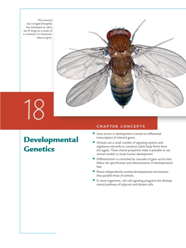 Developmental Genetics | PDF | Developmental Biology | Genetics