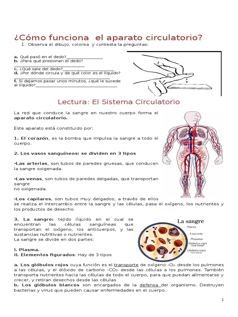 Cómo funciona el sistema circulatorio | PDF | Sangre | Sistema circulatorio