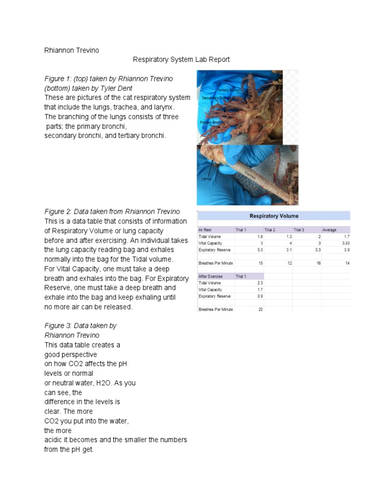 Cat Respiratory System Lab Analysis | PDF