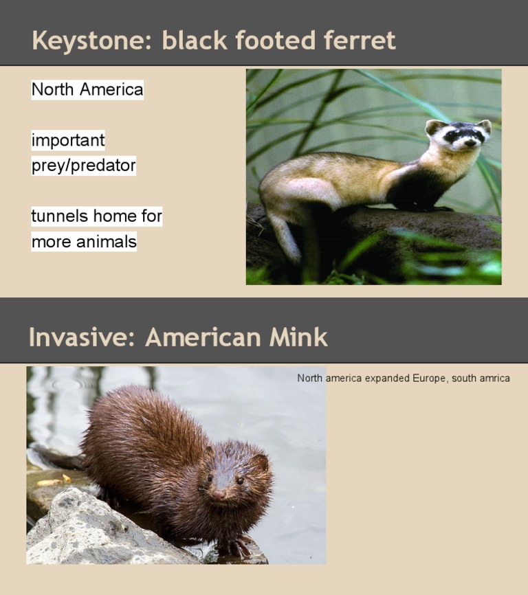 Keystone & Invasive Species | PDF | Ecology | Organisms