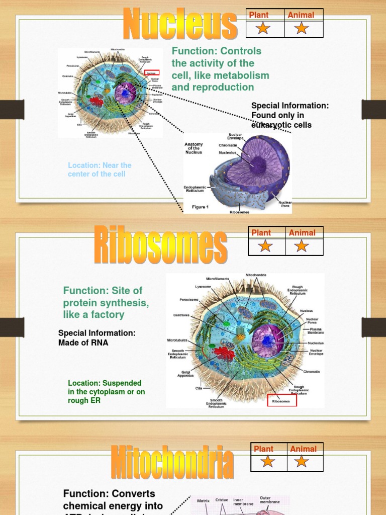 Cell Structure and Functions | PDF