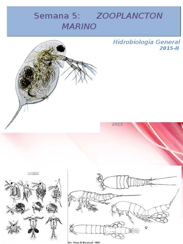Algunas Especies de Zooplancton | PDF | Plancton | Organismos acuáticos