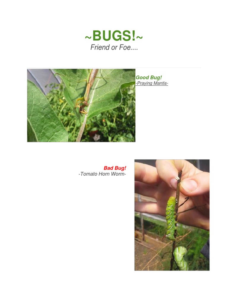 Good vs Bad Garden Bugs Guide | PDF | Home & Garden | Art